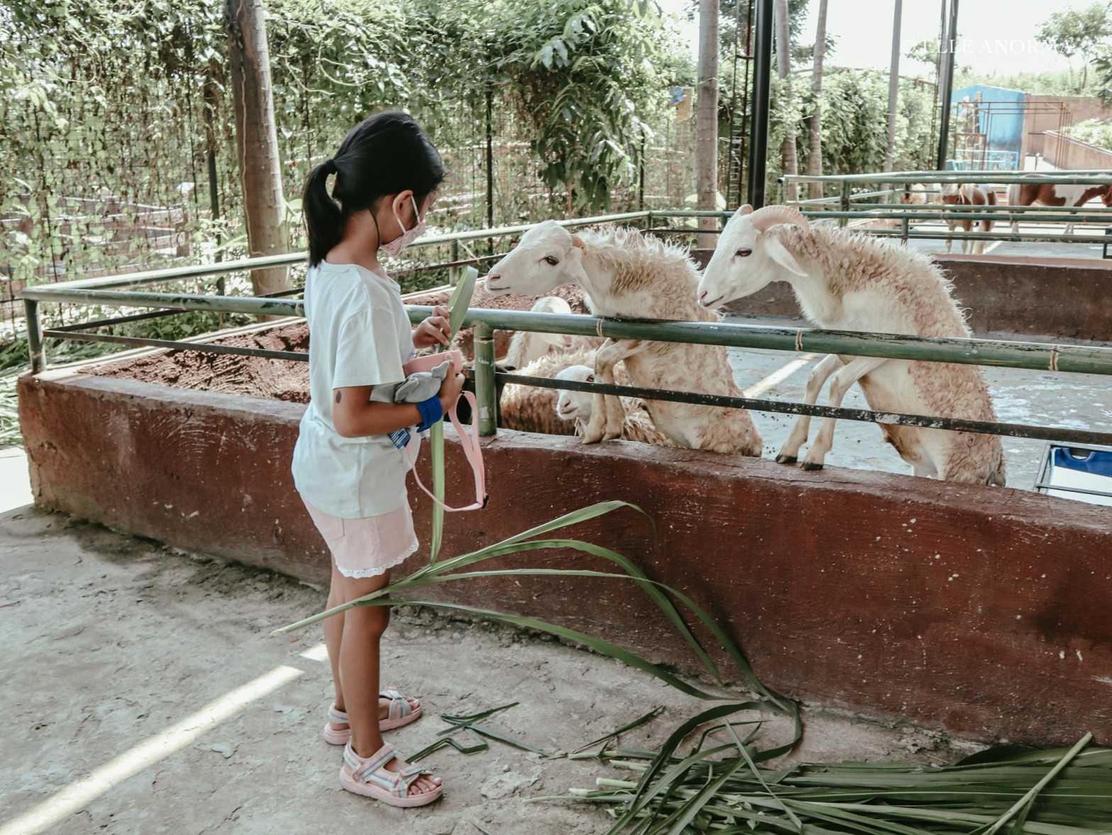 A quick side-trip to the Clark Safari and Adventure Park